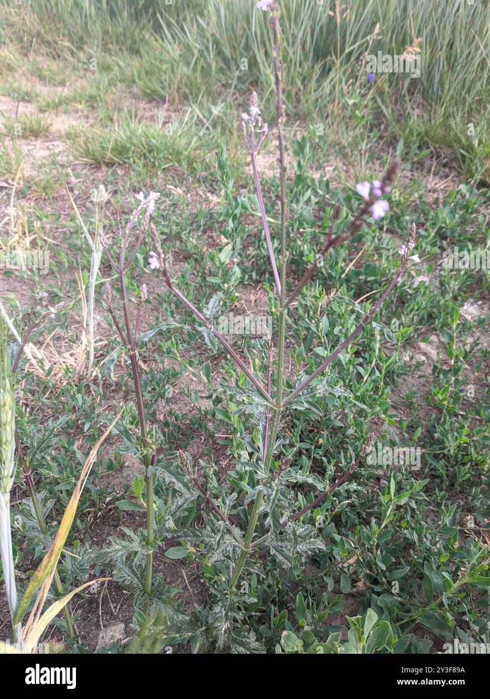 Common vervain (Verbena officinalis) Plantae Stock Photo - Alamy