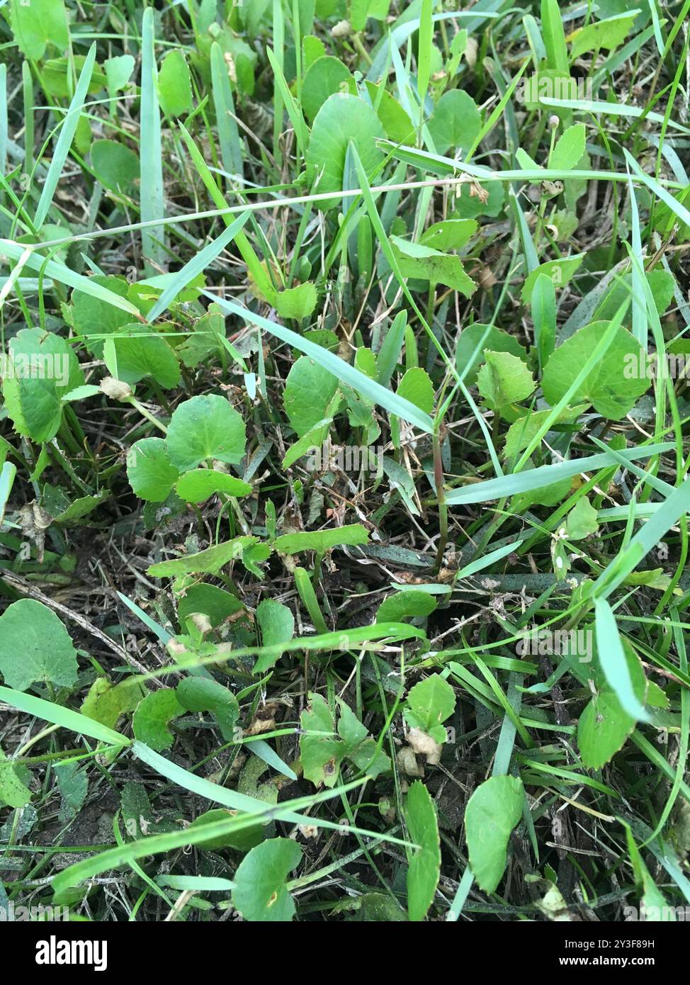 American Coinwort (Centella erecta) Plantae Stock Photo - Alamy