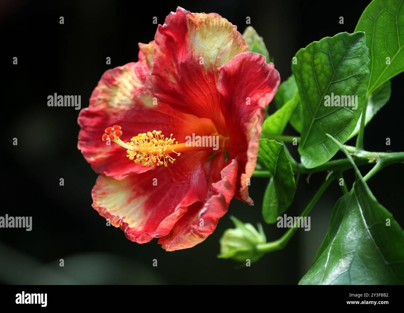 Red and Yellow Chinese Hibiscus, China Rose or Shoe Flower, Hibiscus ...
