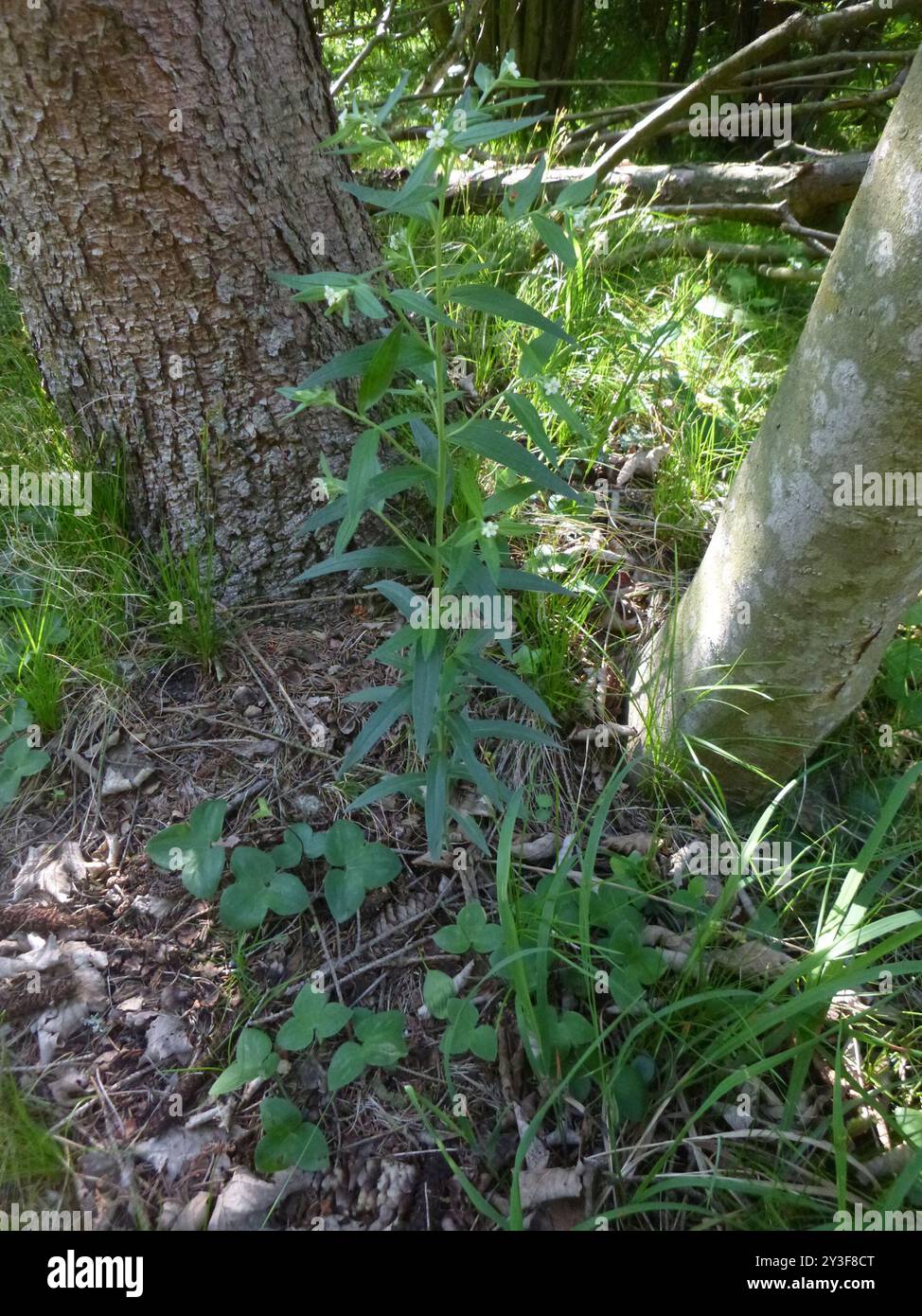 Common Gromwell (Lithospermum officinale) Plantae Stock Photo - Alamy