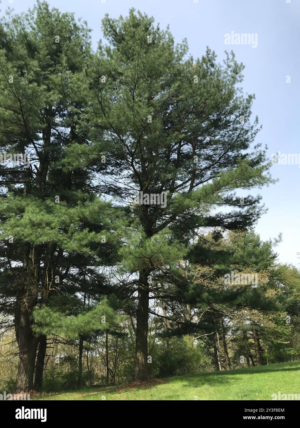eastern white pine (Pinus strobus) Plantae Stock Photo - Alamy