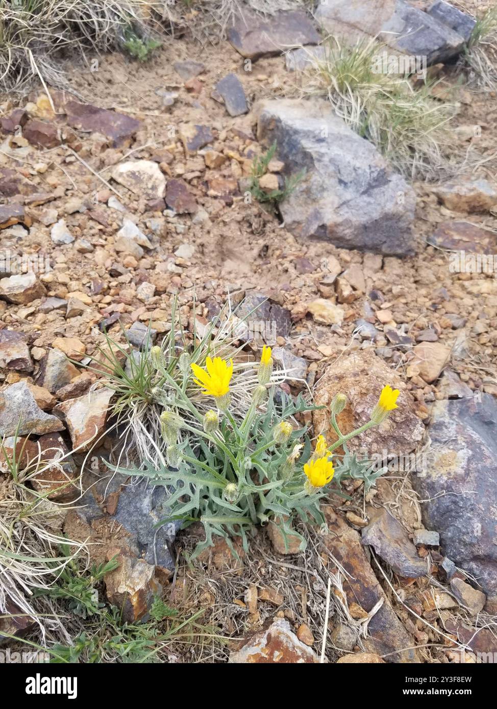 Modoc Hawksbeard (Crepis modocensis) Plantae Stock Photo - Alamy