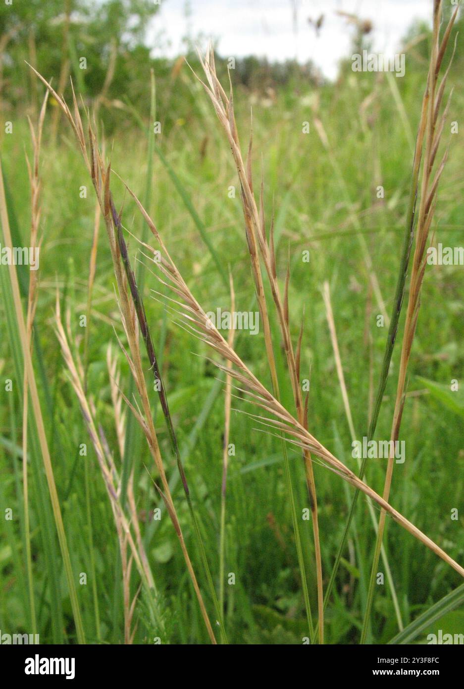 Matgrass (Nardus stricta) Plantae Stock Photo - Alamy
