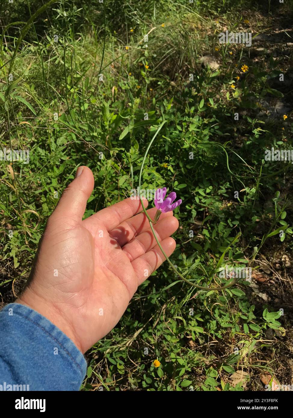 Texas Skeleton Plant (Lygodesmia texana) Plantae Stock Photo - Alamy