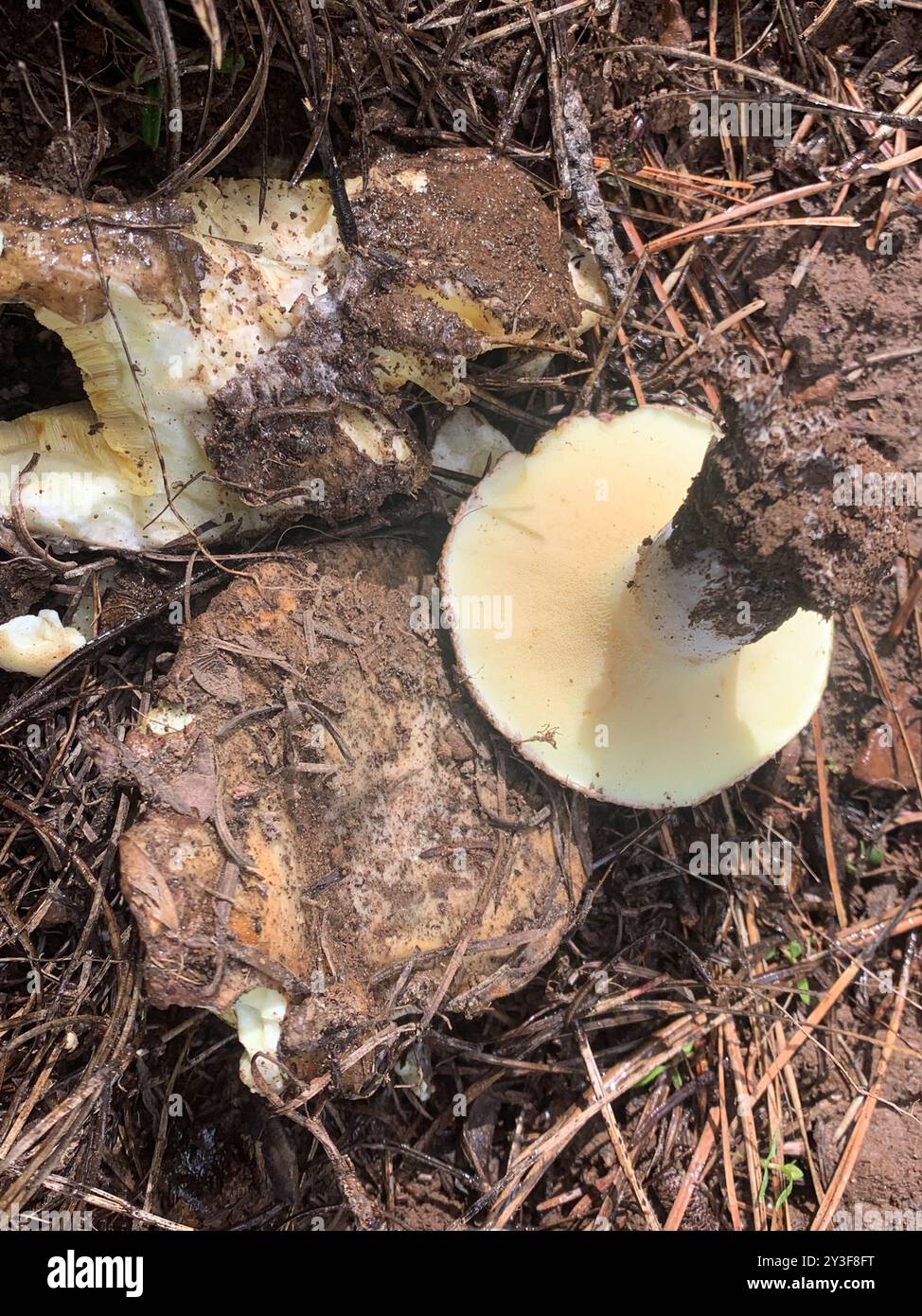 Short-stalked Suillus (Suillus brevipes) Fungi Stock Photo - Alamy