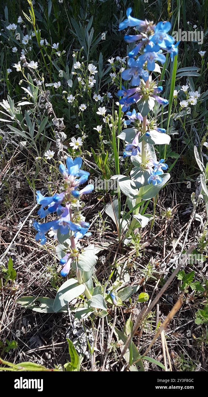 Wax-leaf Beardtongue (Penstemon nitidus) Plantae Stock Photo - Alamy