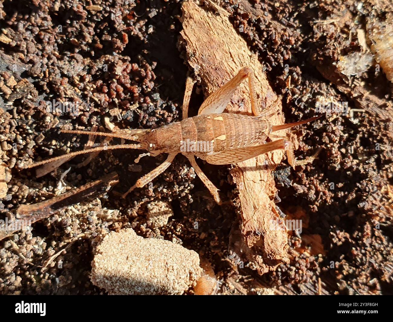 Camel Crickets, Cave Crickets, and Cave Wēta (Rhaphidophoridae) Insecta ...