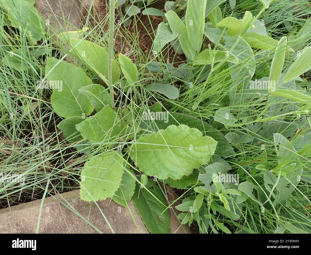 Bristle African Thistle (Berkheya setifera) Plantae Stock Photo - Alamy