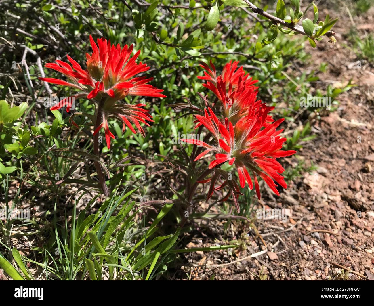Zion Indian paintbrush (Castilleja scabrida scabrida) Plantae Stock ...