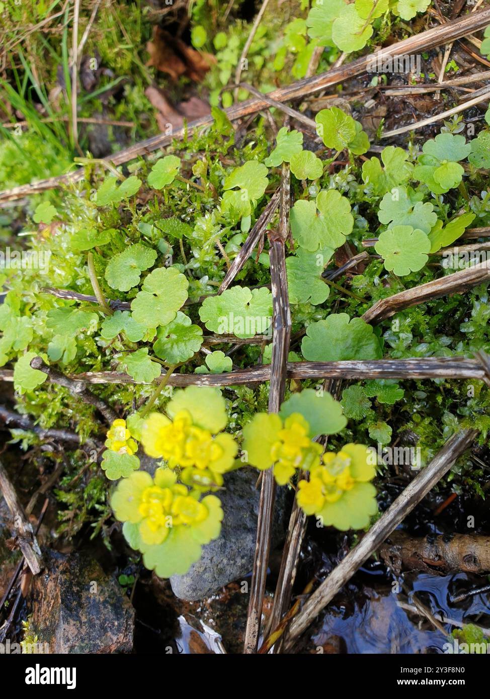 Alternate-leaved Golden Saxifrage (Chrysosplenium alternifolium ...