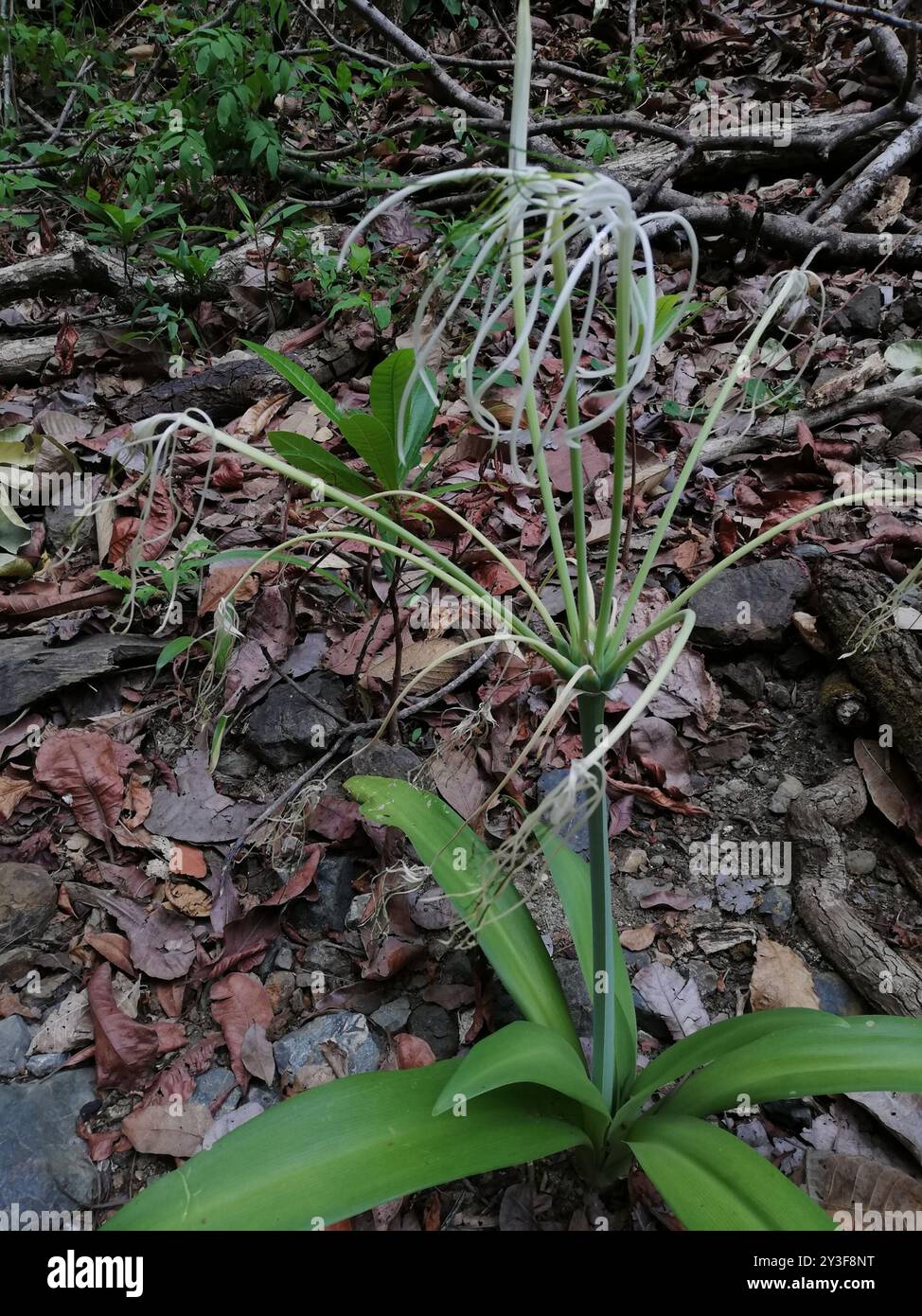 Beach Spider Lily (Hymenocallis littoralis) Plantae Stock Photo - Alamy