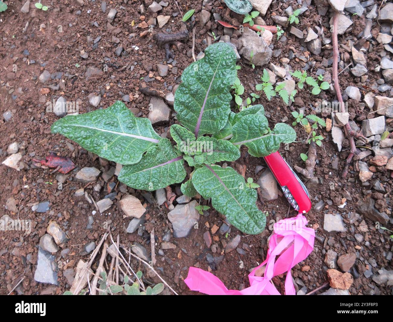 Mediterranean mandrake (Mandragora officinarum) Plantae Stock Photo - Alamy