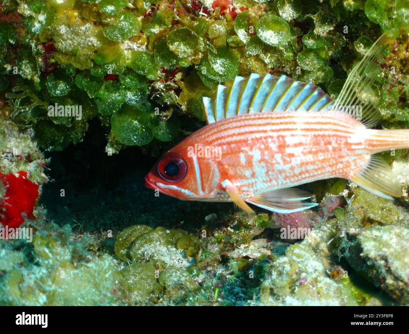 Longspine Squirrelfish (Holocentrus rufus) Actinopterygii Stock Photo ...
