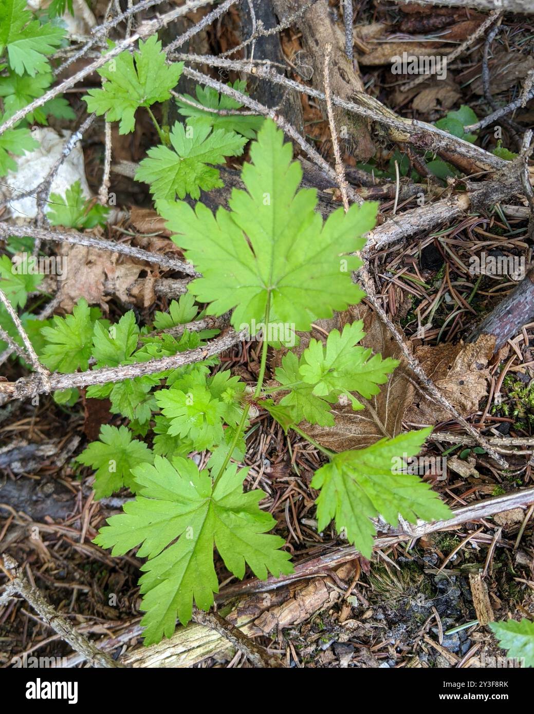 swamp currant (Ribes lacustre) Plantae Stock Photo - Alamy