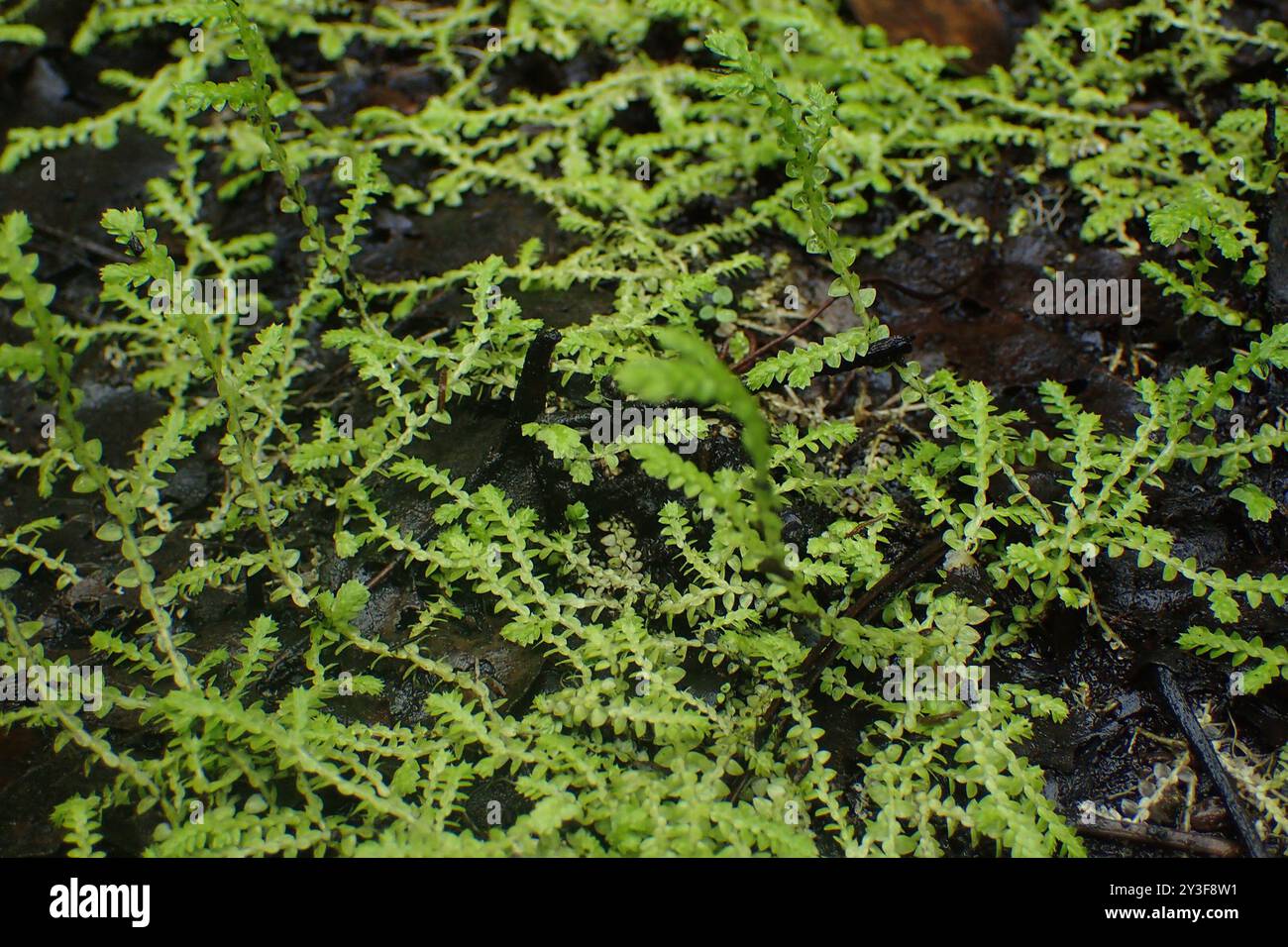meadow spikemoss (Selaginella apoda) Plantae Stock Photo - Alamy