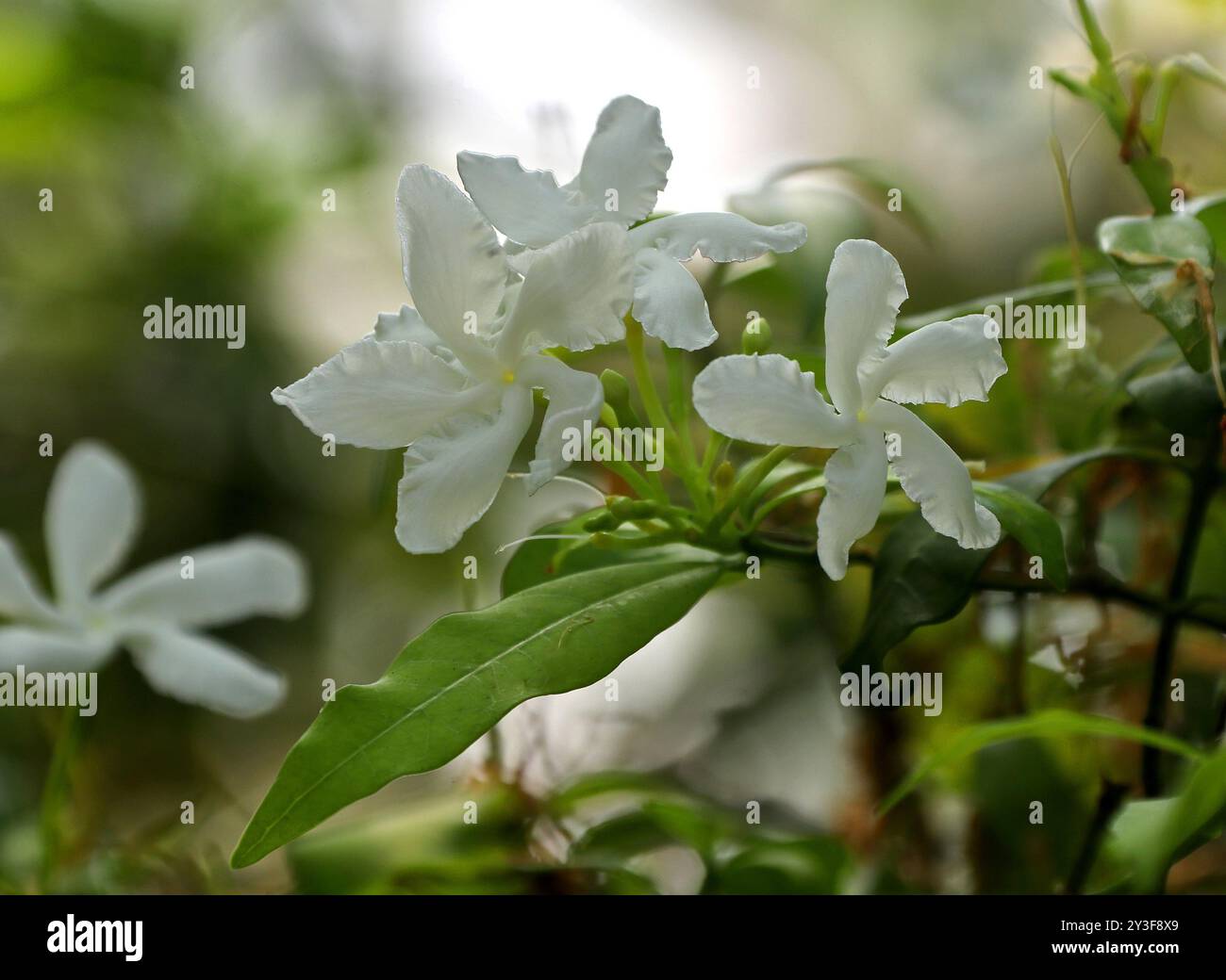 Forest Toad-tree or Small-fruited Toad-tree, Tabernaemontana ventricosa ...
