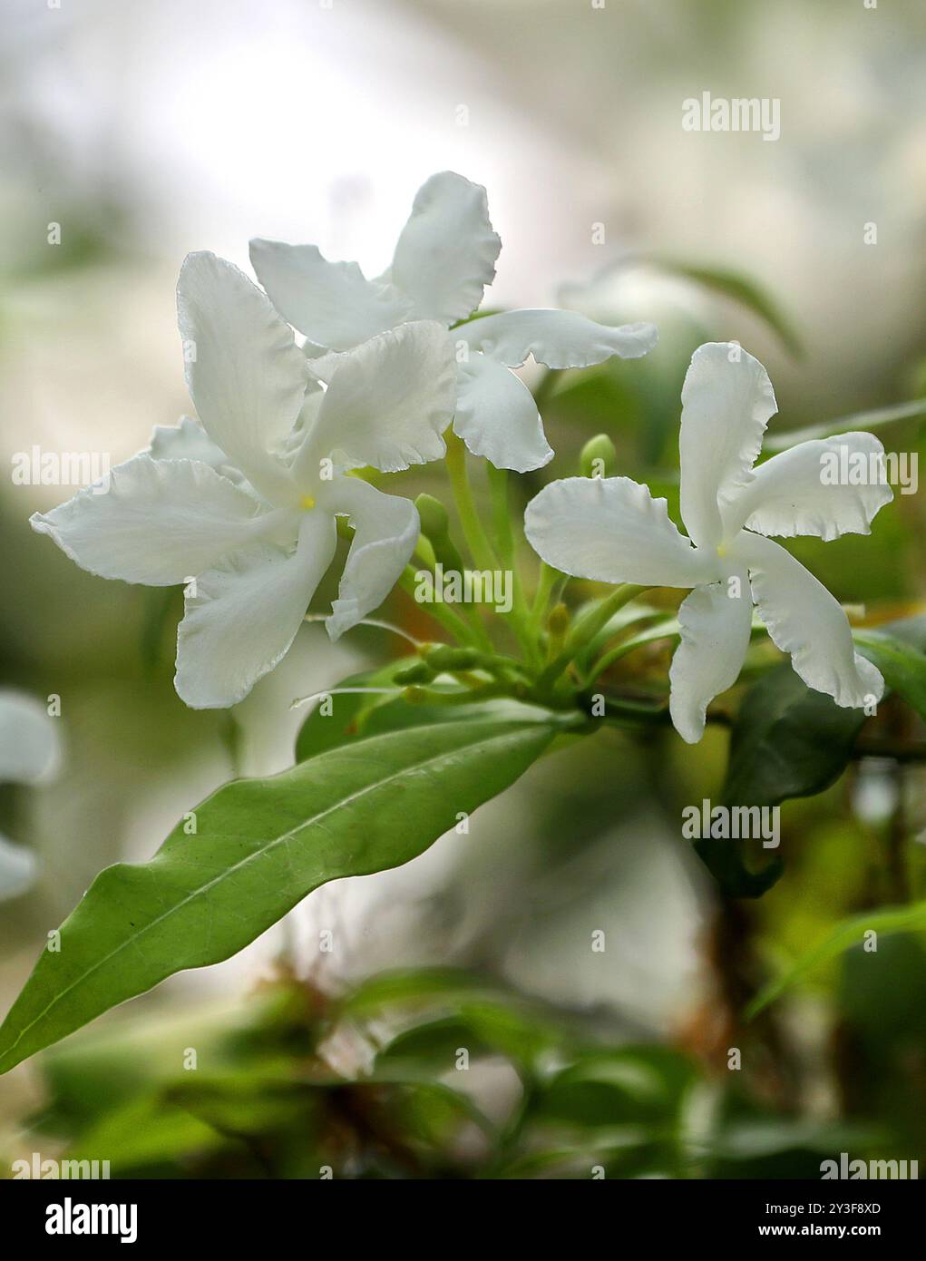 Toad tree hi-res stock photography and images - Alamy