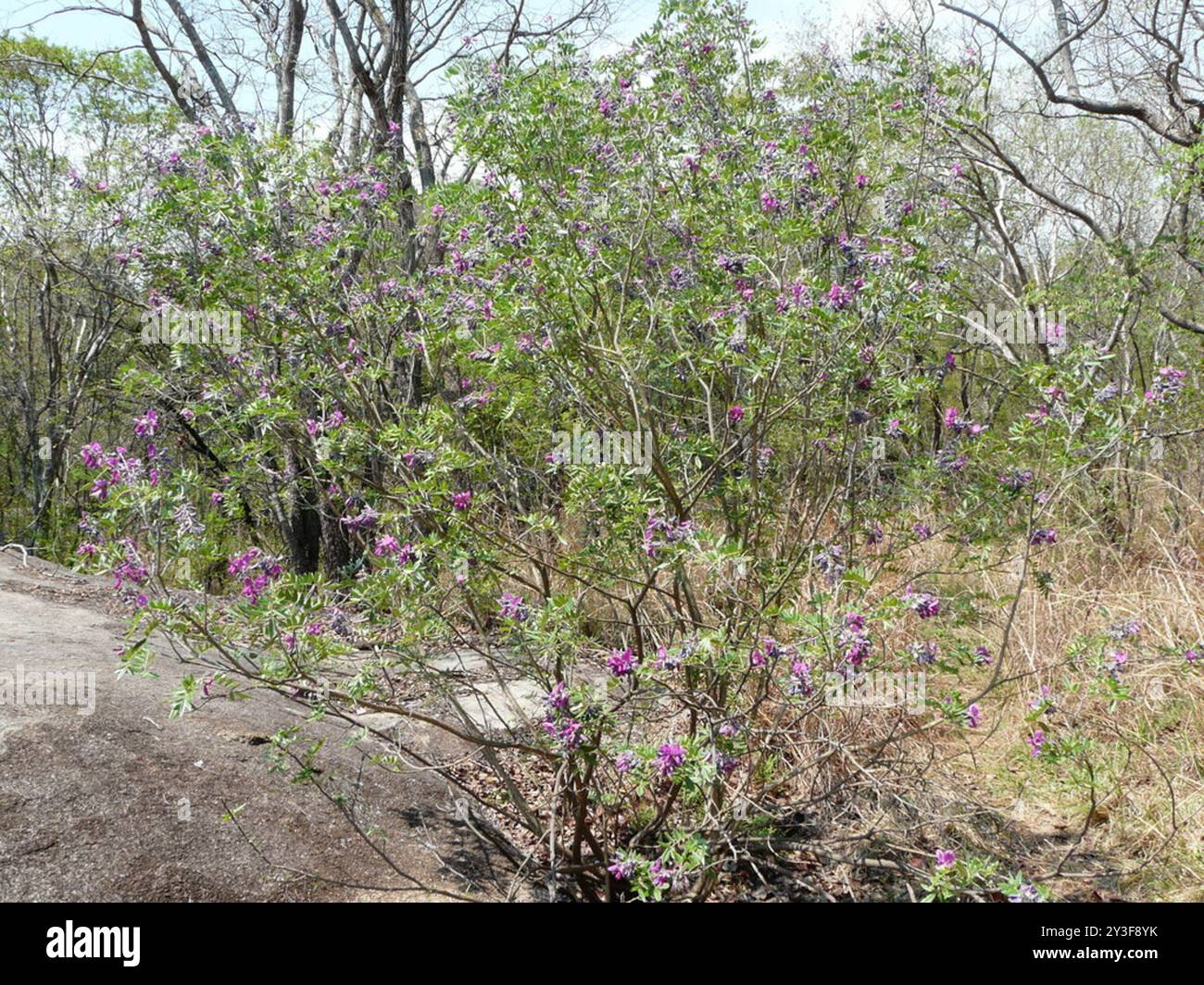 Cork Bush (Mundulea sericea) Plantae Stock Photo - Alamy