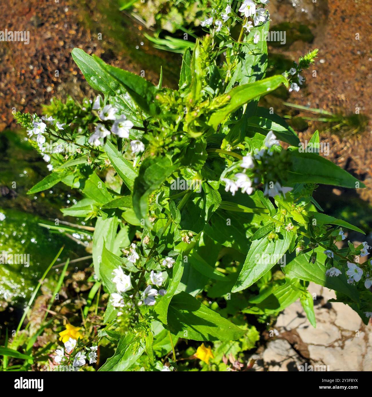 blue water-speedwell (Veronica anagallis-aquatica) Plantae Stock Photo ...