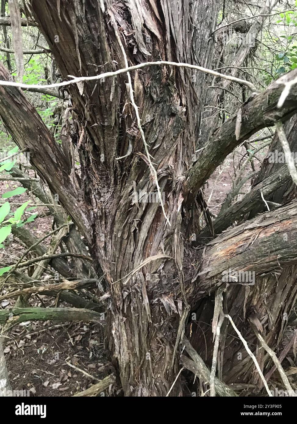 Ashe juniper (Juniperus ashei) Plantae Stock Photo - Alamy