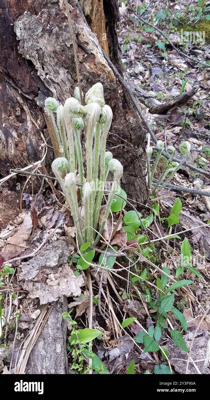 Royal fern family (Osmundaceae) Plantae Stock Photo - Alamy