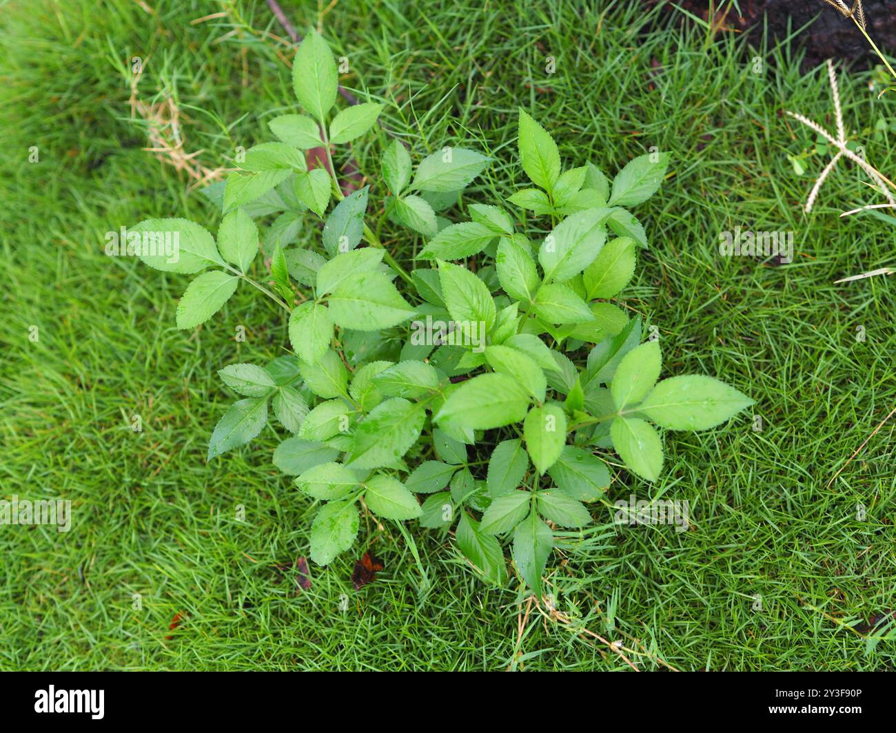 White beggarticks (Bidens alba) Plantae Stock Photo - Alamy