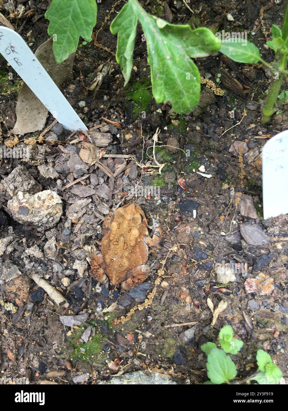 Eastern American Toad (Anaxyrus americanus americanus) Amphibia Stock ...