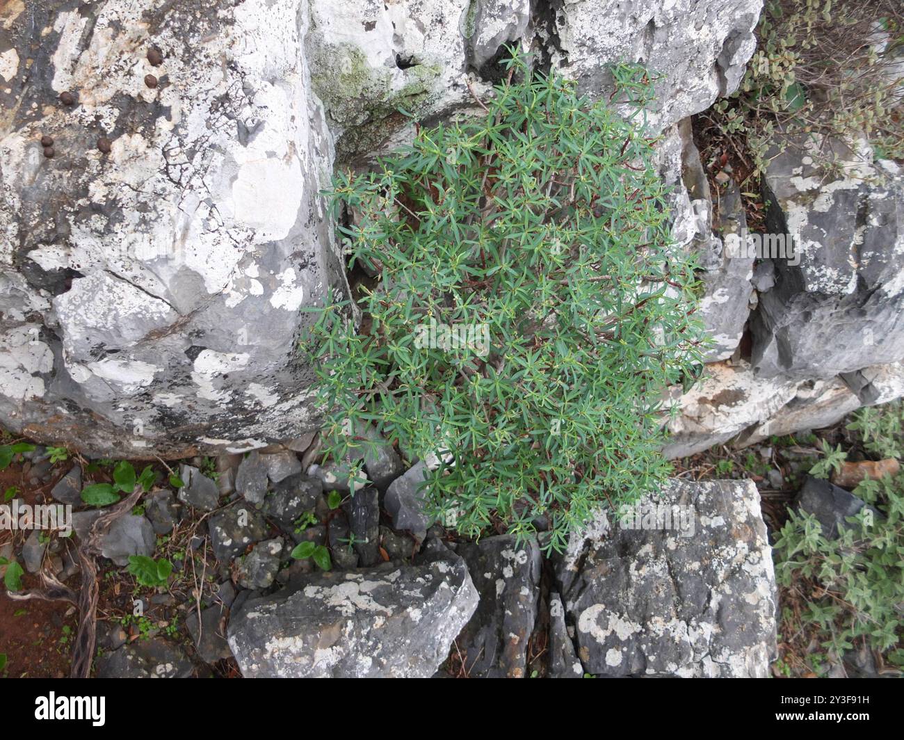 tree spurge (Euphorbia dendroides) Plantae Stock Photo - Alamy