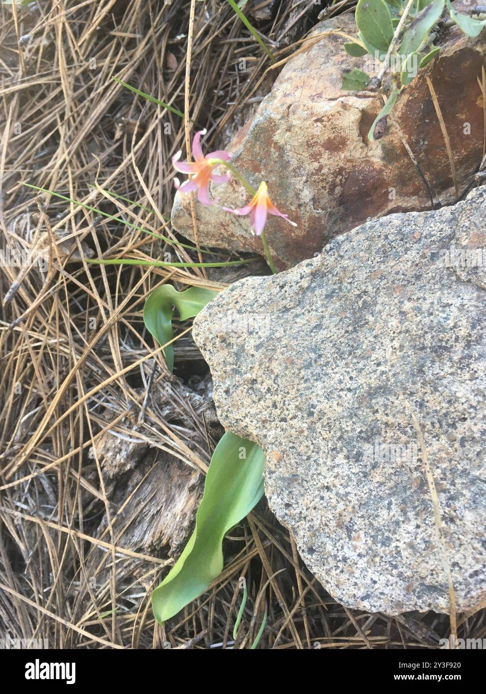 Purple Fawn Lily (Erythronium purpurascens) Plantae Stock Photo - Alamy
