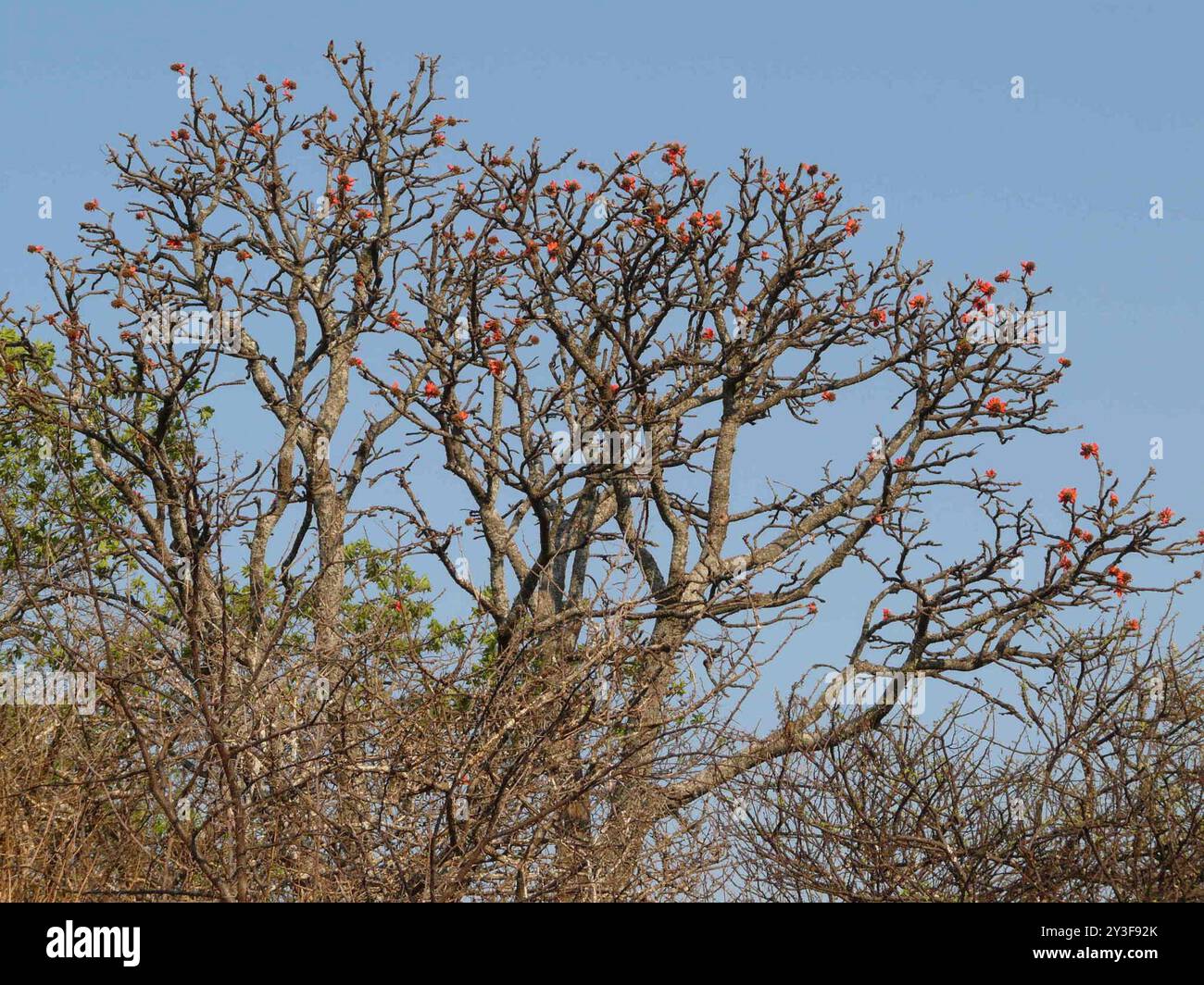 Common Coral Tree (Erythrina lysistemon) Plantae Stock Photo - Alamy