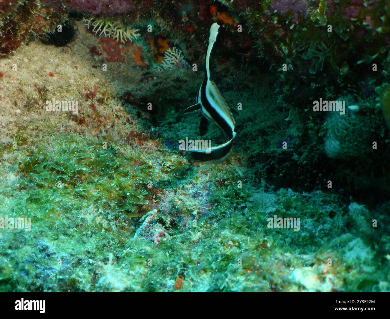 Spotted Drum (Eques punctatus) Actinopterygii Stock Photo - Alamy