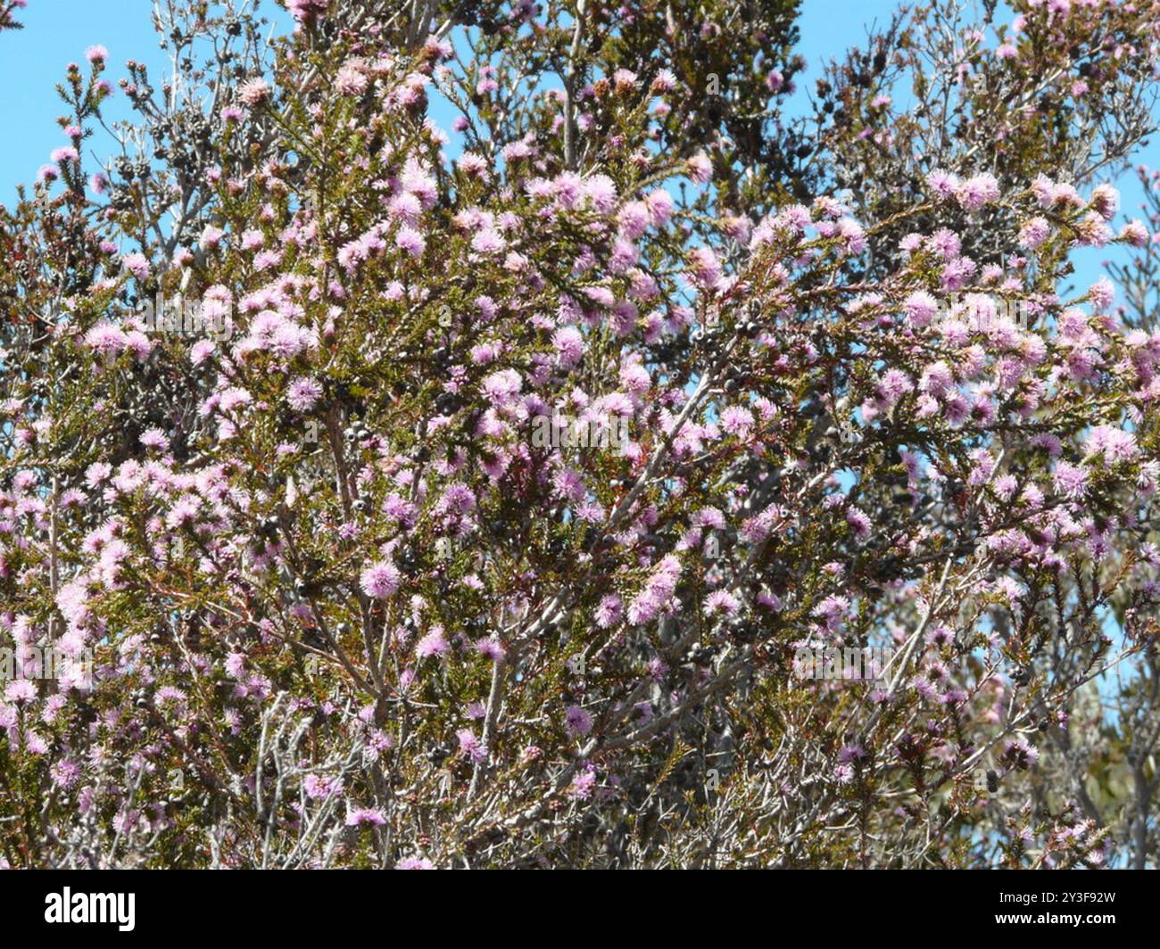 swamp honey-myrtle (Melaleuca squamea) Plantae Stock Photo - Alamy