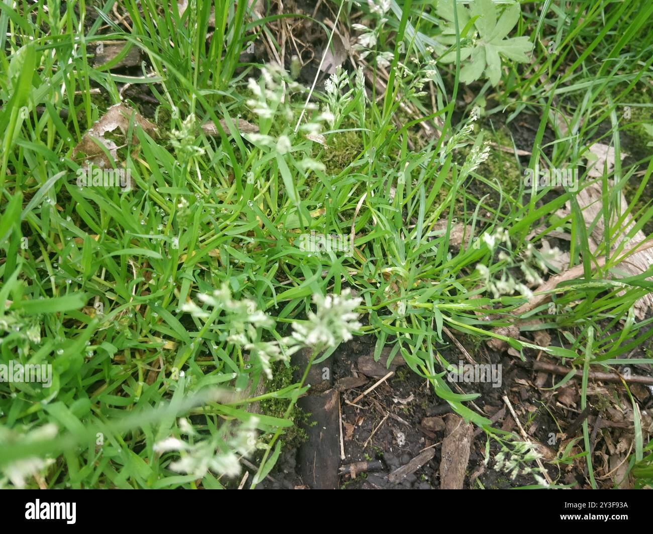 Annual Meadow-grass (Poa annua) Plantae Stock Photo - Alamy