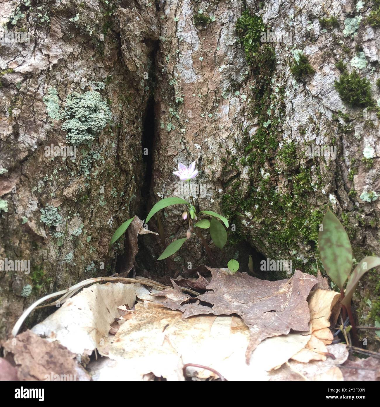 Carolina Springbeauty (Claytonia caroliniana) Plantae Stock Photo - Alamy