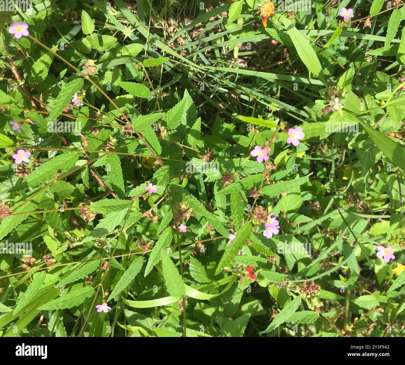 Pyramid Flower (Melochia pyramidata) Plantae Stock Photo - Alamy