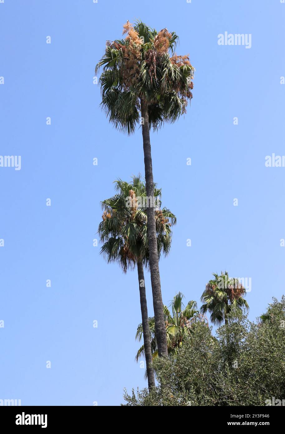 Washingtonia robusta palm tree hi-res stock photography and images - Alamy