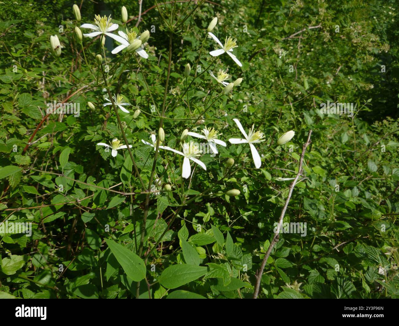 Erect Clematis (Clematis recta) Plantae Stock Photo - Alamy