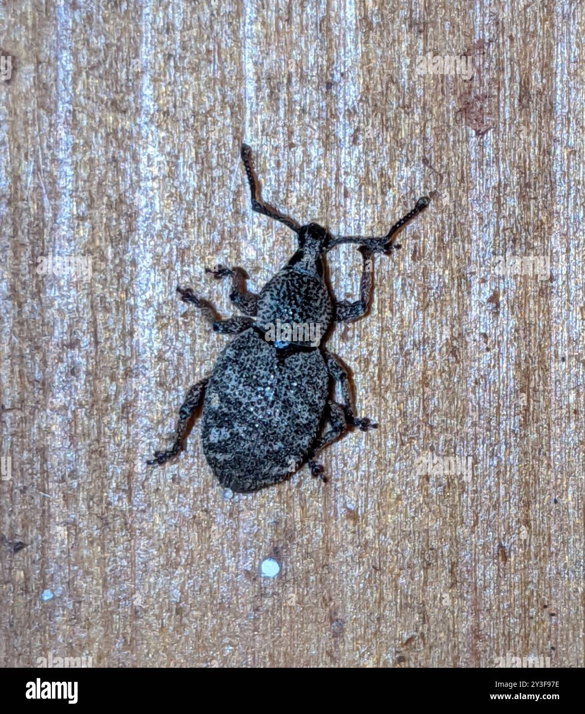 Clay-coloured Weevil (Otiorhynchus singularis) Insecta Stock Photo - Alamy