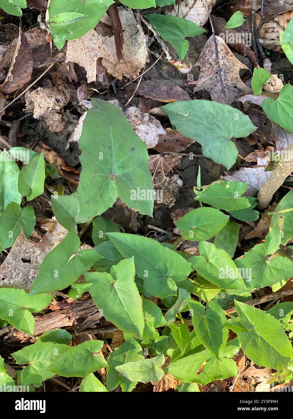 rattlesnake roots (Nabalus) Plantae Stock Photo - Alamy