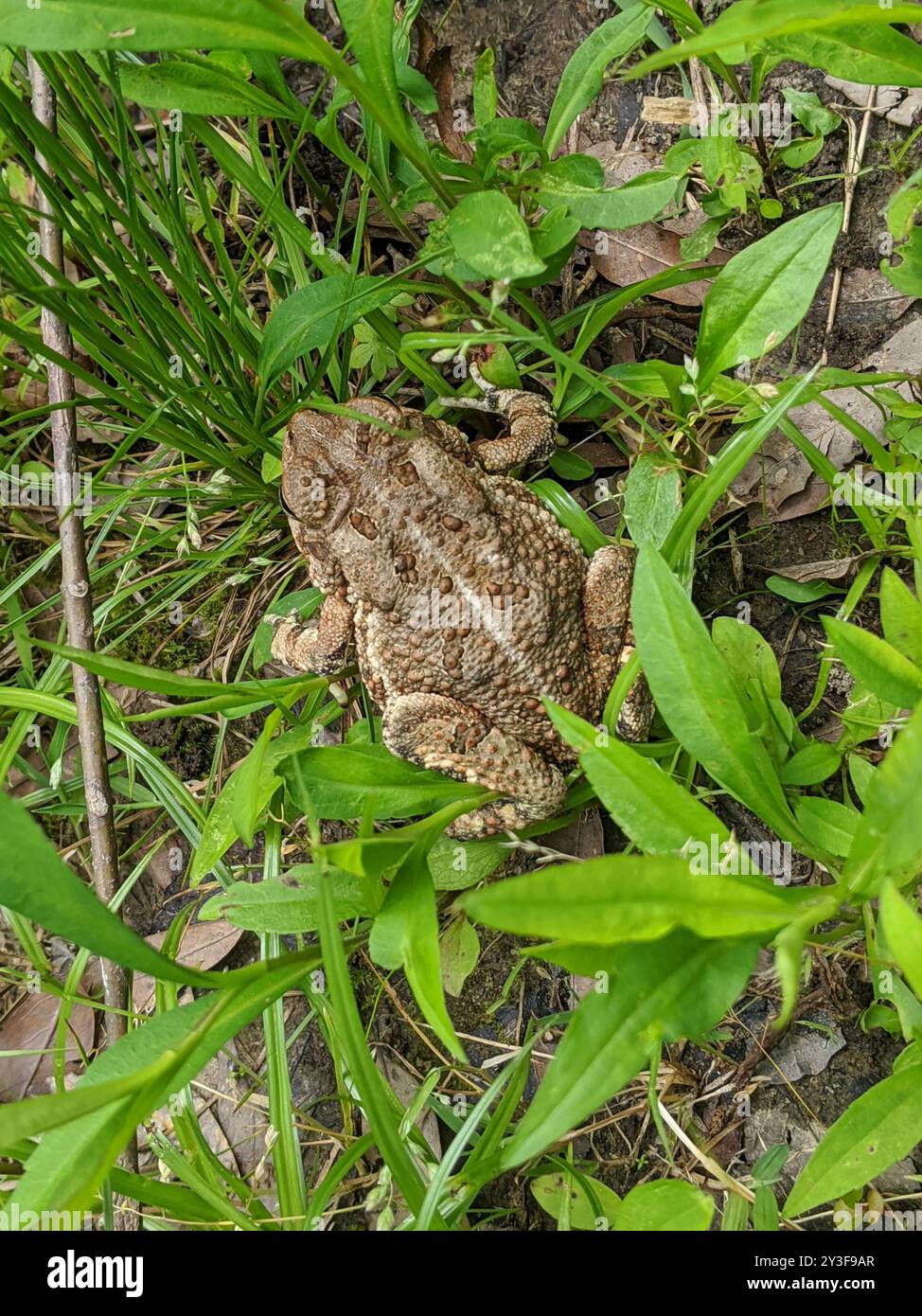 Fowler's Toad (Anaxyrus fowleri) Amphibia Stock Photo - Alamy