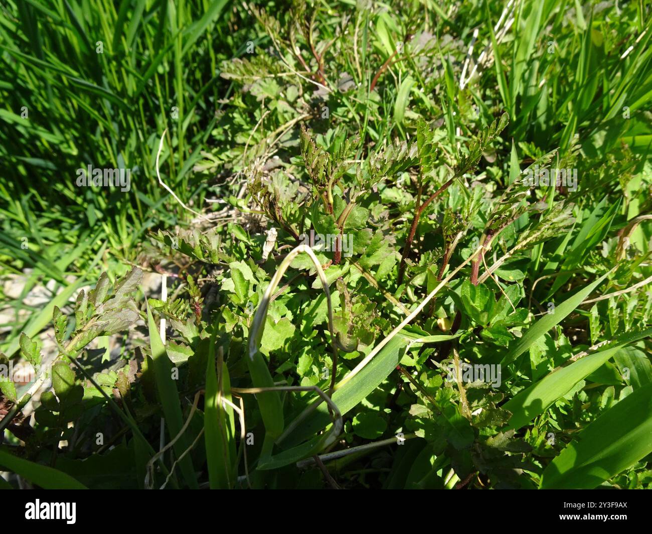 Bog Yellowcress (Rorippa palustris) Plantae Stock Photo - Alamy