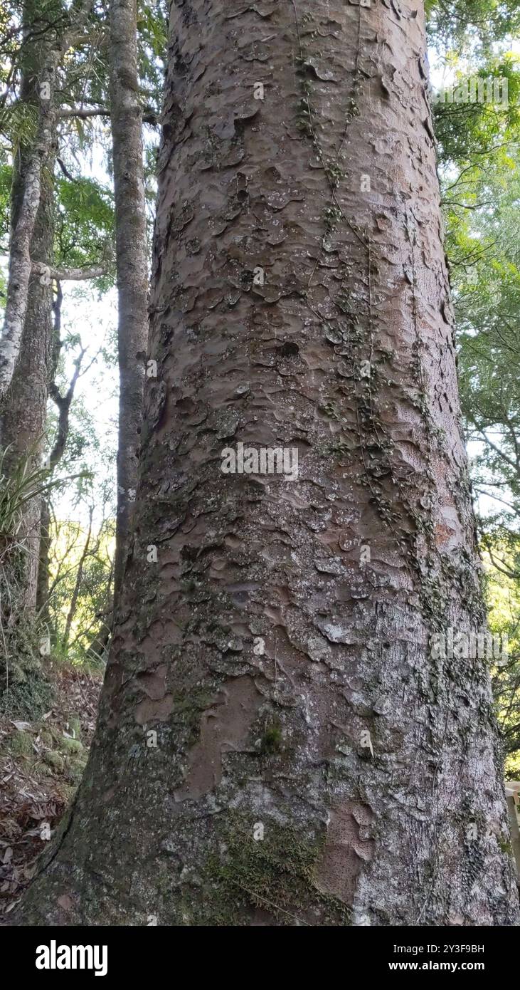 Kauri (Agathis australis) Plantae Stock Photo - Alamy