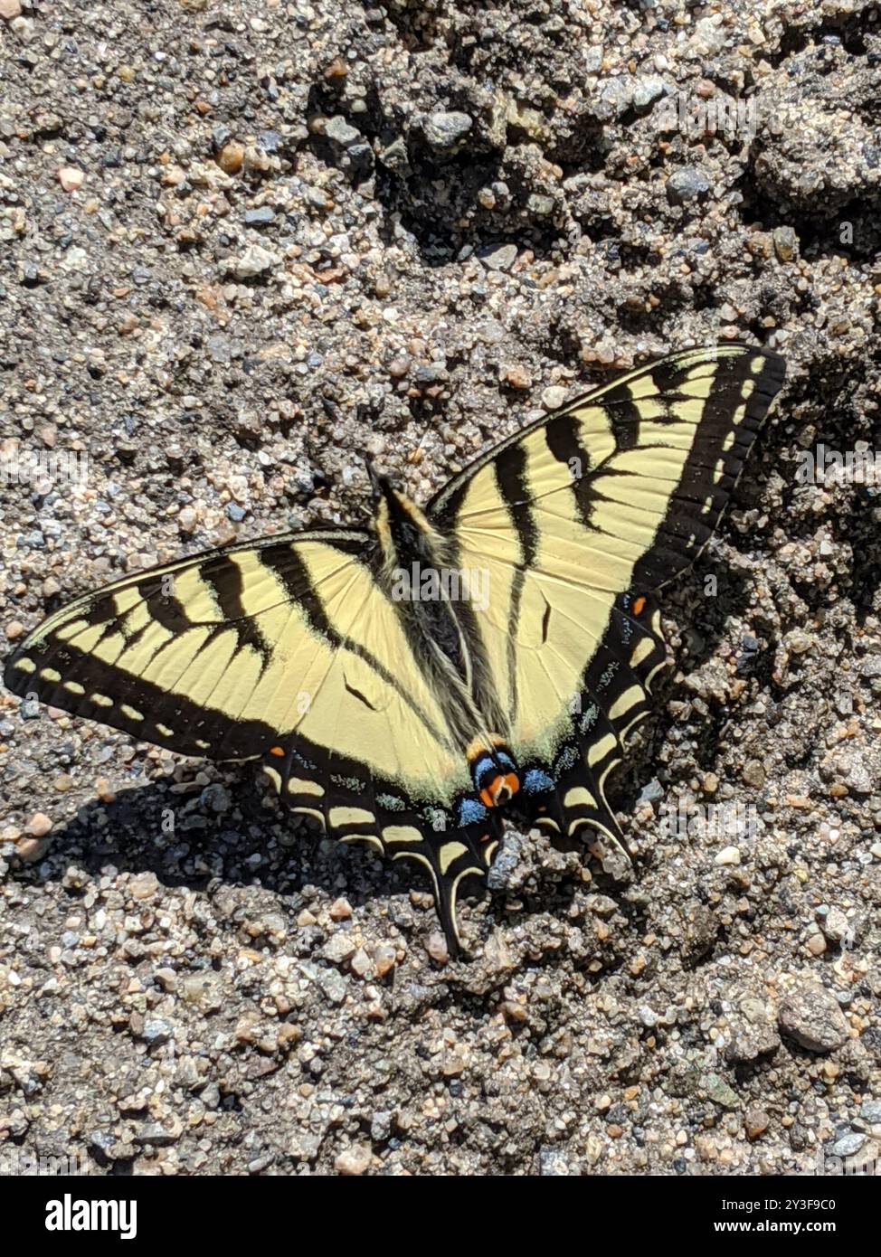 Canadian Tiger Swallowtail (Papilio canadensis) Insecta Stock Photo - Alamy