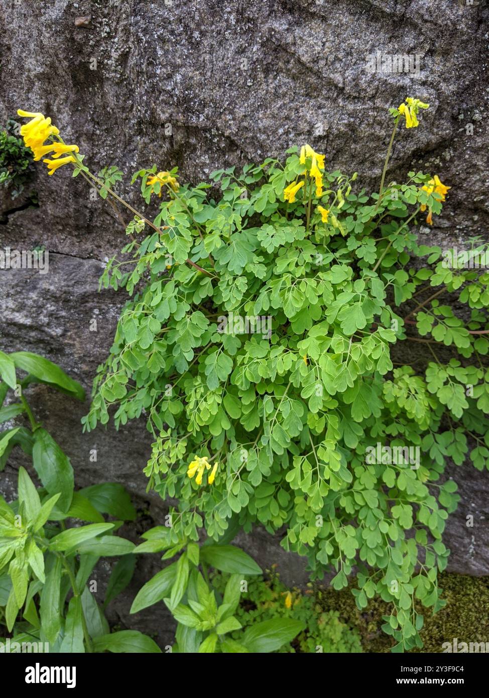 Yellow Fumitory (Pseudofumaria lutea) Plantae Stock Photo - Alamy