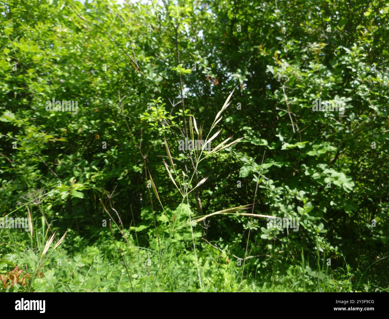 Upright Brome (Bromus erectus) Plantae Stock Photo - Alamy