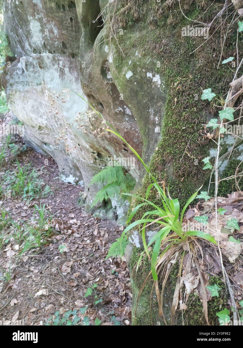 Great Woodrush (Luzula sylvatica) Plantae Stock Photo - Alamy