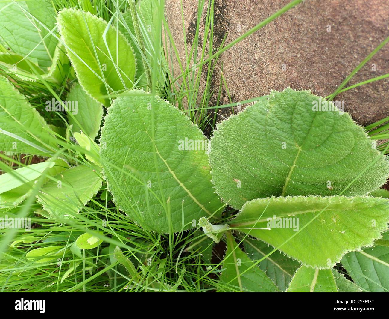 Bristle African Thistle (Berkheya setifera) Plantae Stock Photo - Alamy