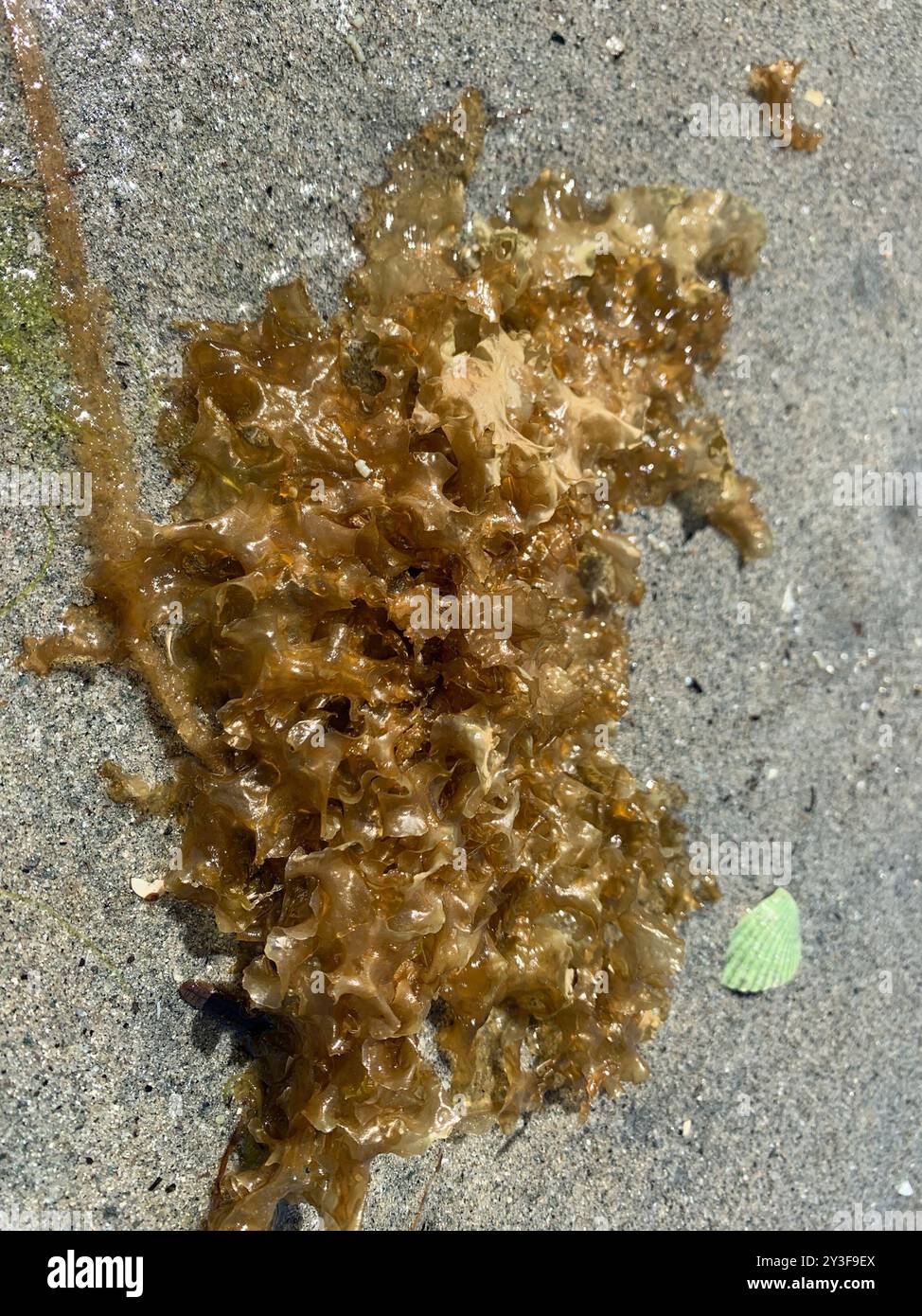 red algae (Rhodophyta) Plantae Stock Photo - Alamy
