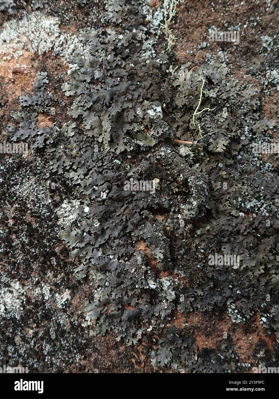 Salted Shield Lichen (Parmelia saxatilis) Fungi Stock Photo - Alamy