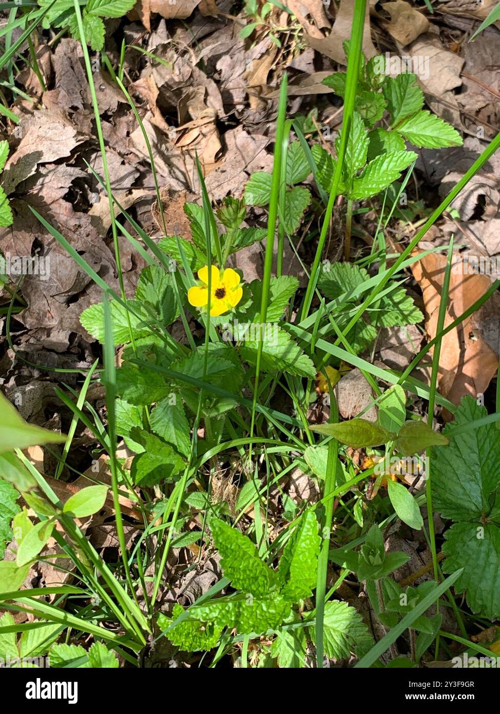 flowering plants (Angiospermae) Plantae Stock Photo - Alamy